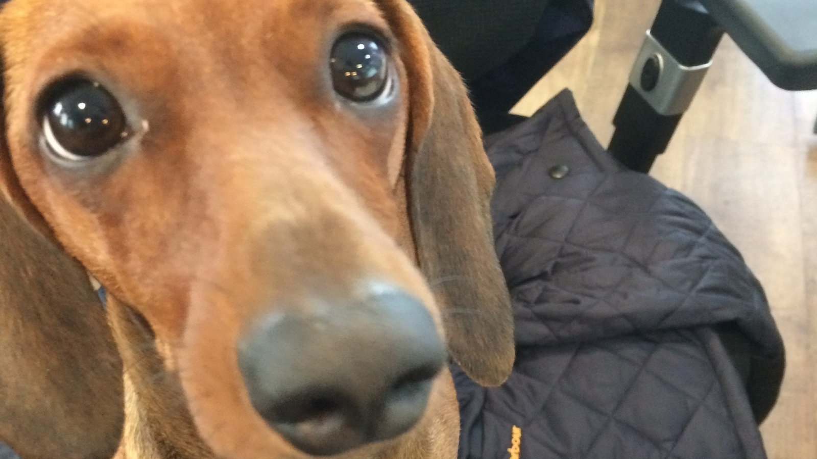 Petition · Coco back in the office ASAP - United Kingdom · Change.org