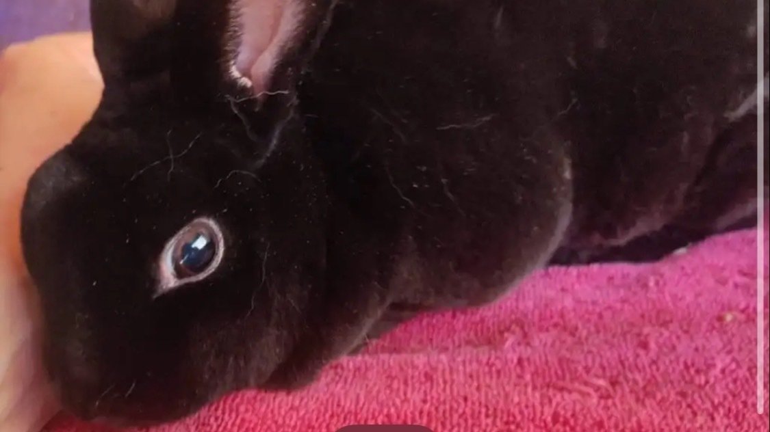 Petition · Petition To Get My Mom To Say Yes To A Bunny - United States ...