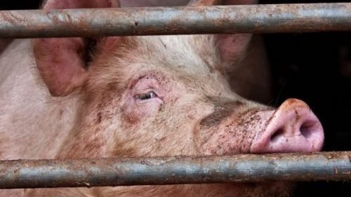 Petition · Discontinue the use on cruel, inhumane acts on US factory ...