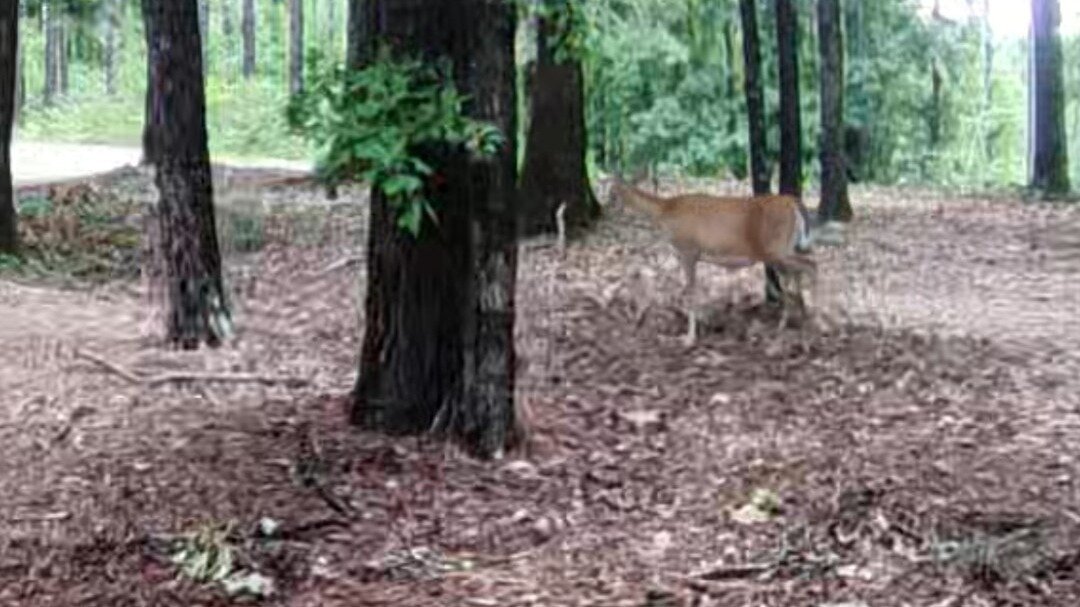 Petition · Stop Rezoning for Solar Farm on Dr Fisher Rd in Franklin, GA ...