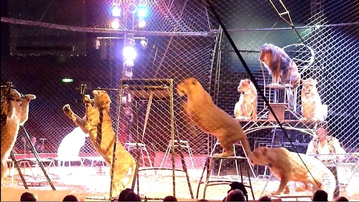Petition · Verbieten Sie Tiere im Zirkus in Regensburg - Deutschland ...
