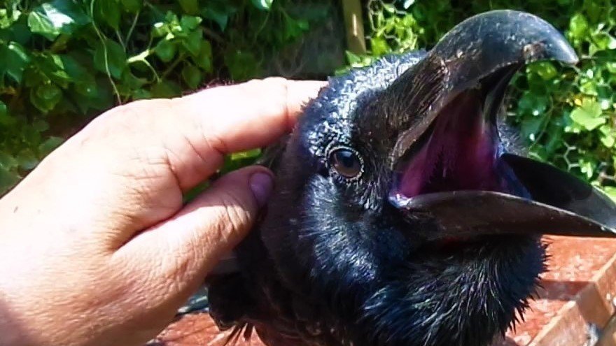 Petition · STOP THE RAVEN CULL NOW! - United Kingdom · Change.org