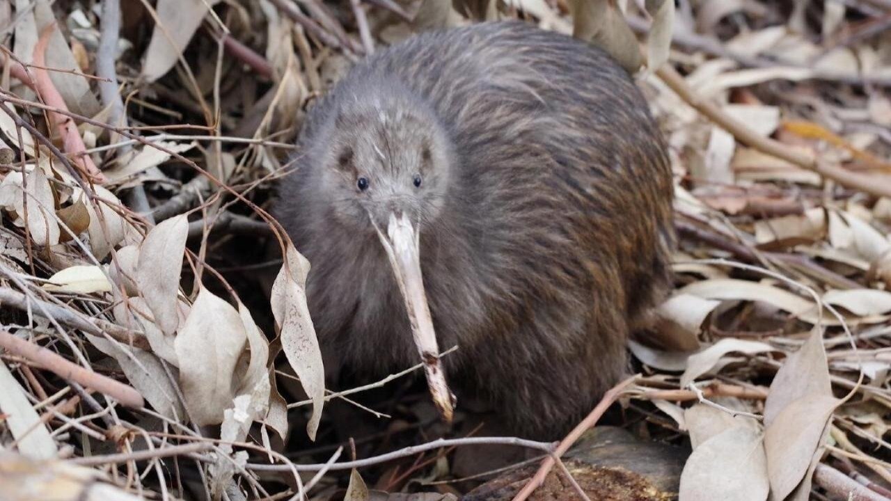 Petition · Bring our Taonga Species Home: Rongoā the Kiwi is living in ...