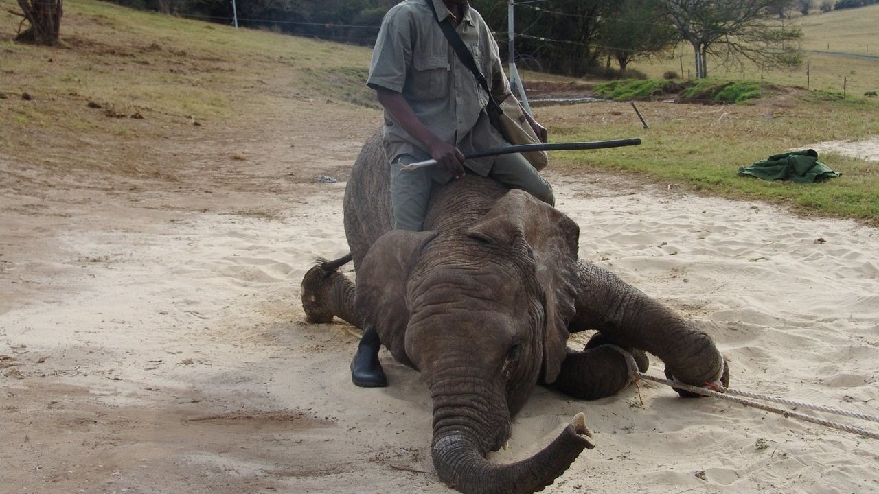 Petition · Justice for Elephants of Eden - review judgement - South ...