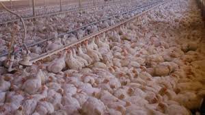 Petition · End large-company abusive chicken farms - United States ...