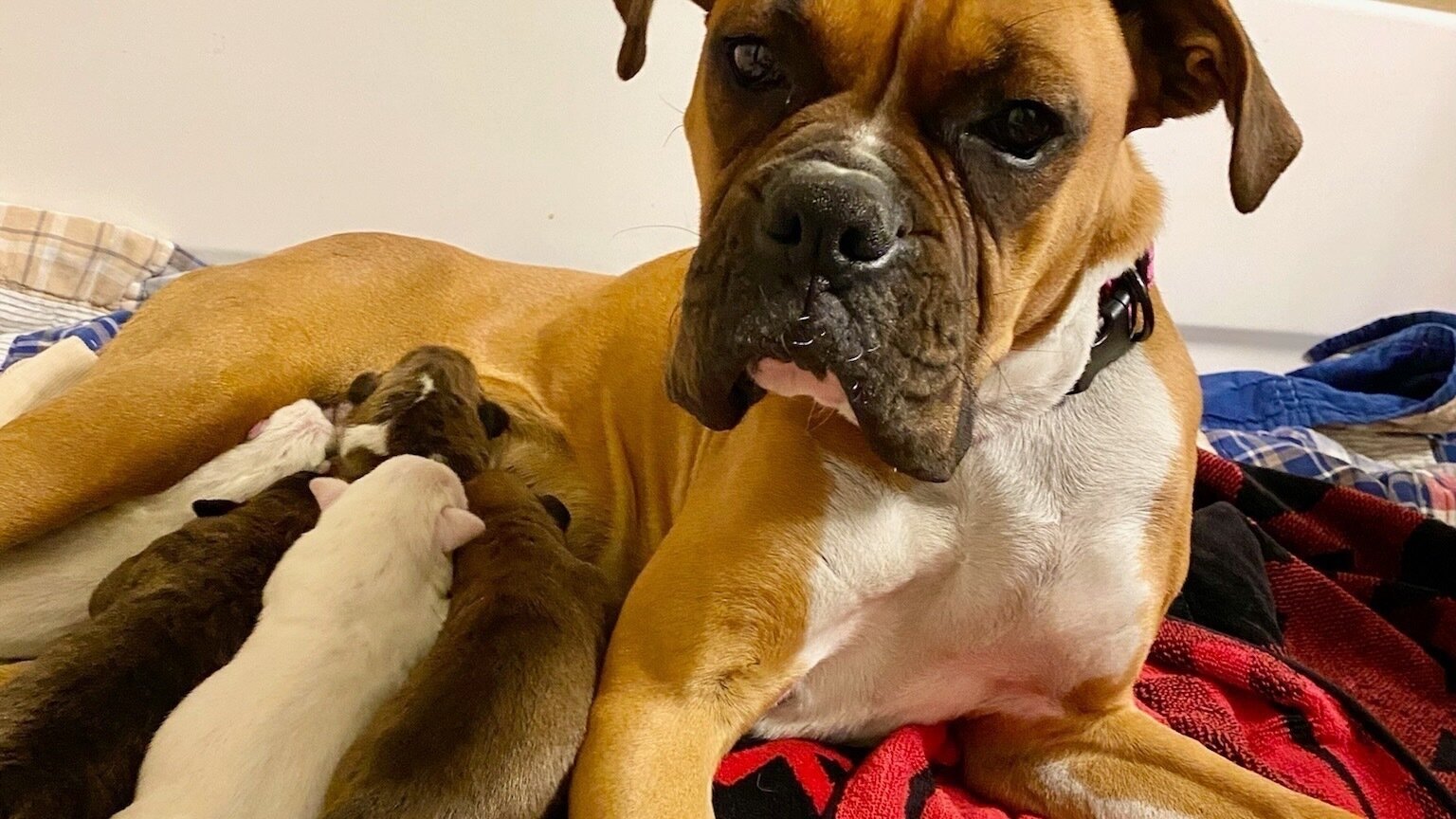 Petition · A National Standard for Humane Breeding Practices Is Long ...