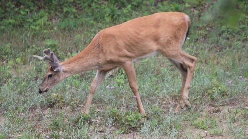 Petition · Deer Overpopulation in Pittsburgh is an Urgent Problem ...