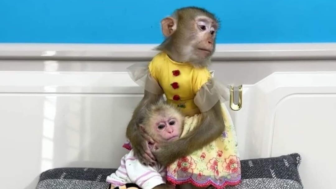 Petition · Return Kaka and Mit to their Loving Human Family - United ...