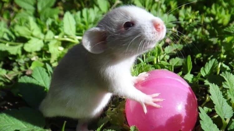 Petition · LEGALIZE RATS IN ALBERTA,CA. - Canada · Change.org