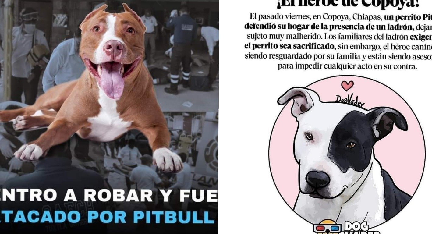 Petición · No al sacrificio del Pitbull héroe de Copoya - México ...