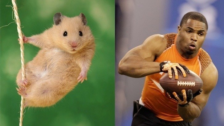 Petition · Doug Martin to change his name to Muscle Hamster before ...