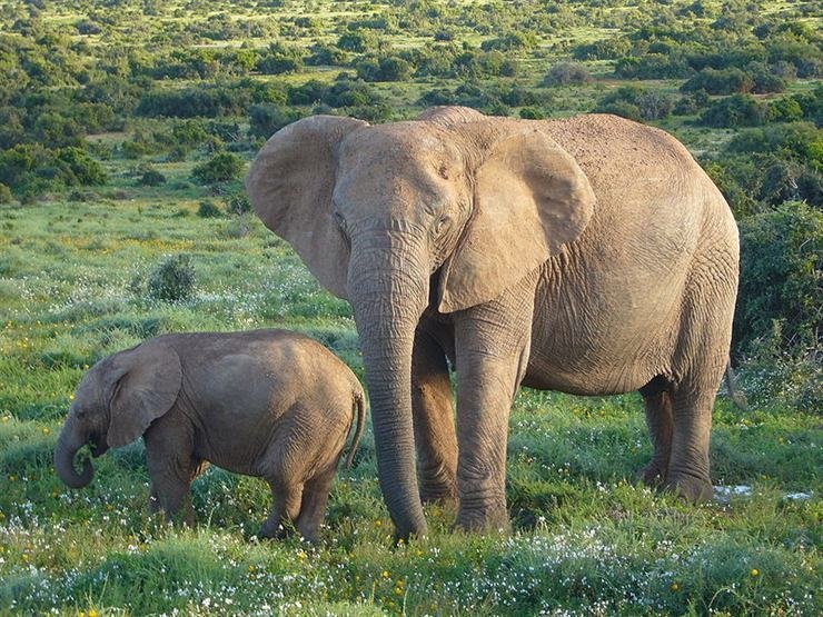 Petition · Sign the CITES treaty and condemn ivory use for religious ...