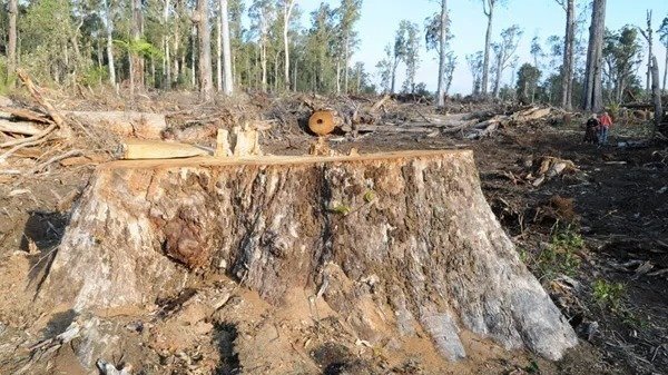 Petition · Stop logging native forests in East Gippsland! - Australia ...