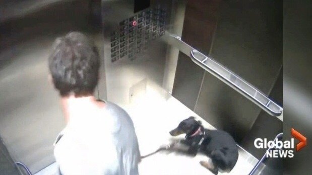 Petition · Fire CEO Des Hague for animal cruelty - Canada · Change.org