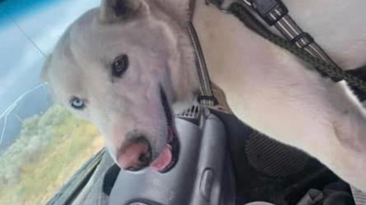 Petition · Justice for, murdered Dog - United States · Change.org