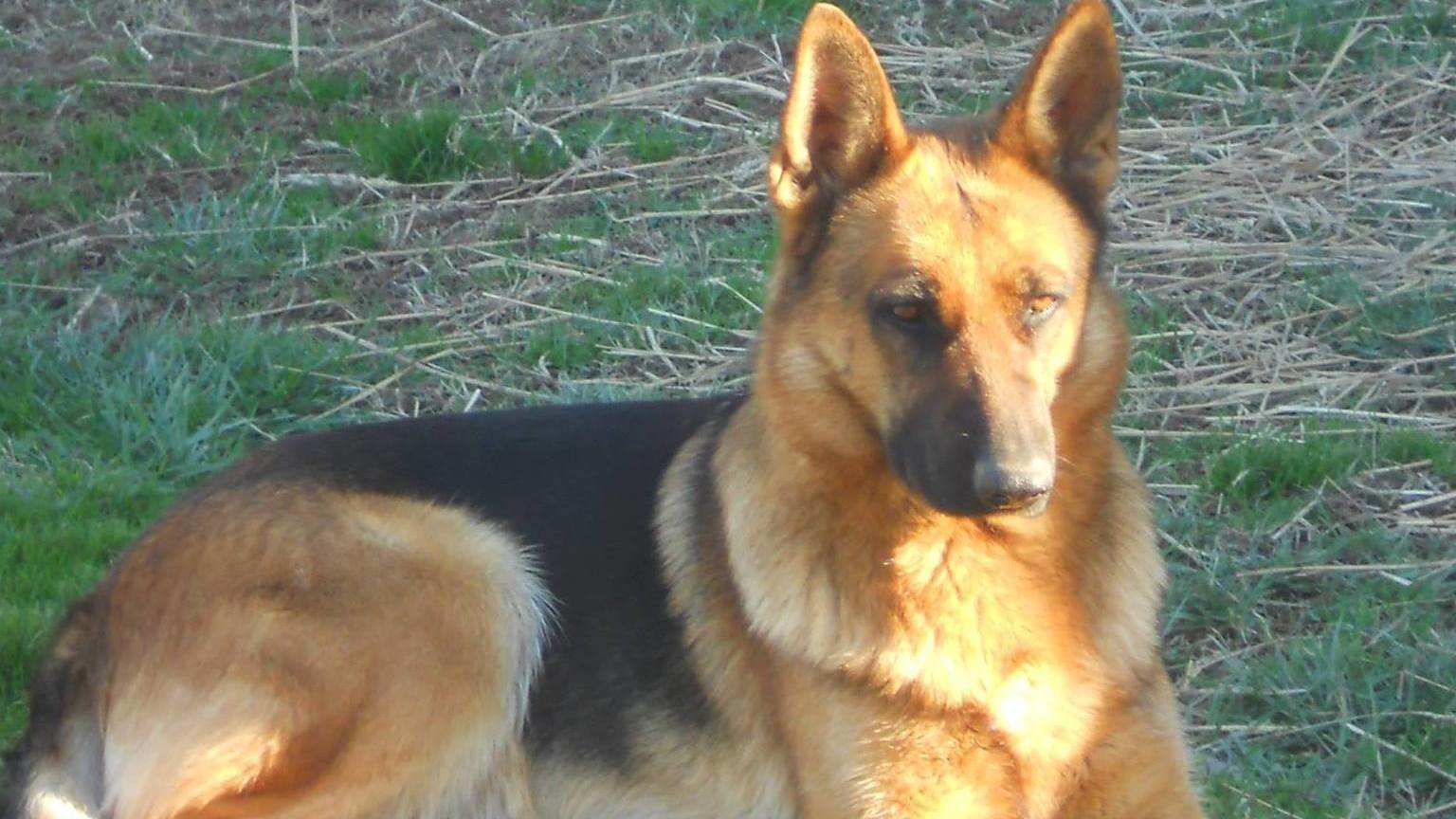 Petition · Animals (and their owners) have rights too! - United States ...