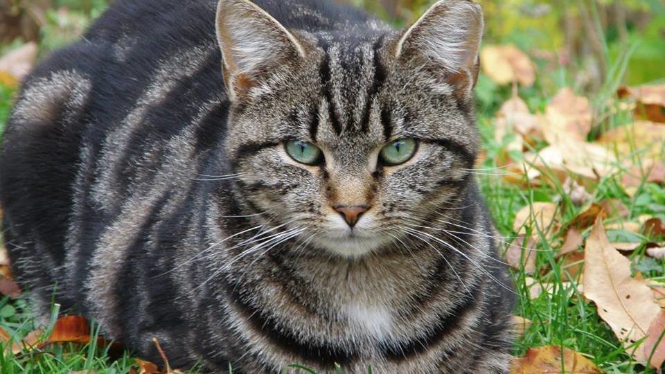 Petition · Save The Bunker Hill Cats - United States · Change.org