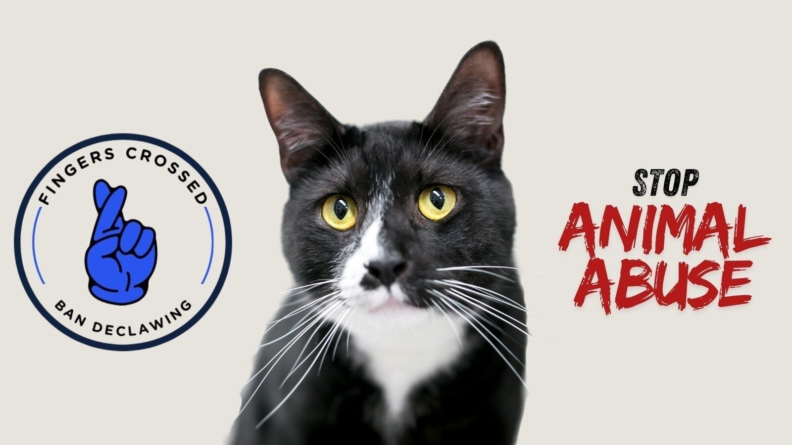Petition · Petition to End Non-Therapeutic Feline Declawing ...