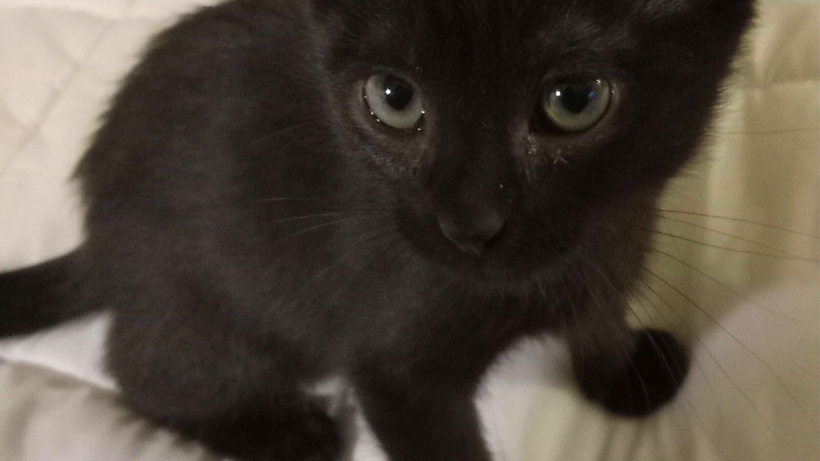 Petition · Rescue Sir the Cat from Inhumane Living Conditions - United ...