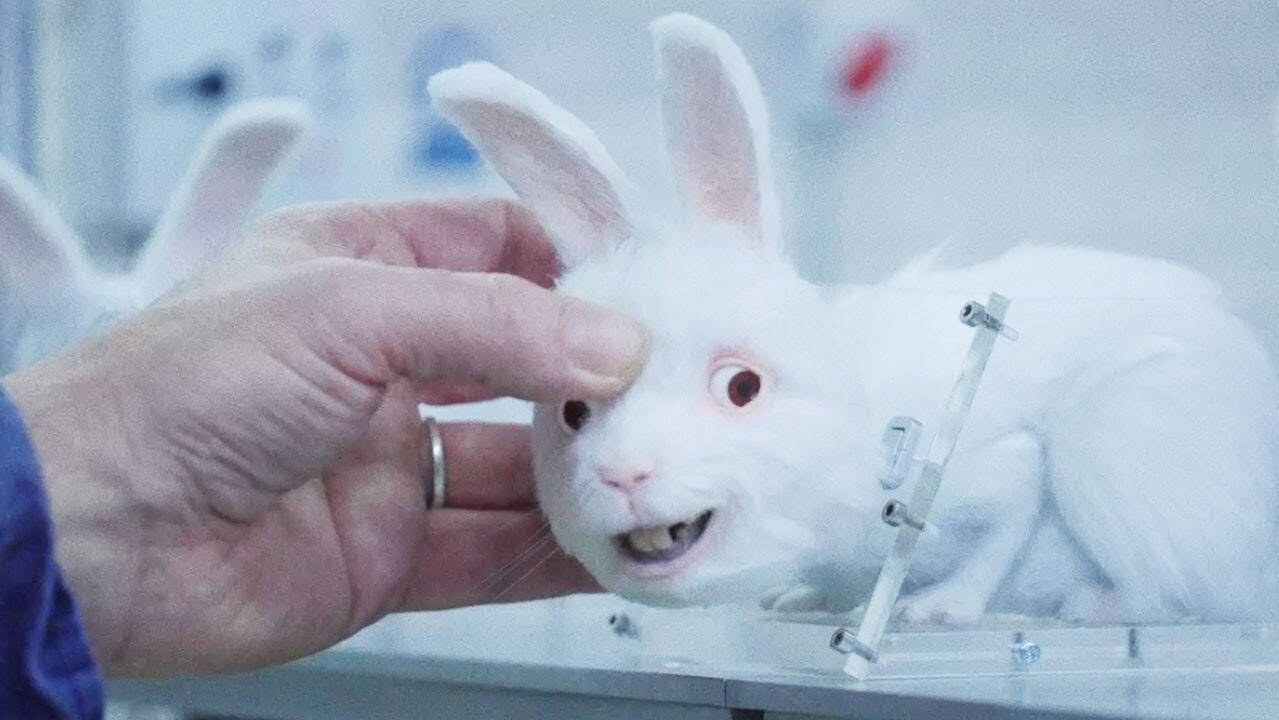 Petition · STOP ANIMAL TESTING! - Australia · Change.org