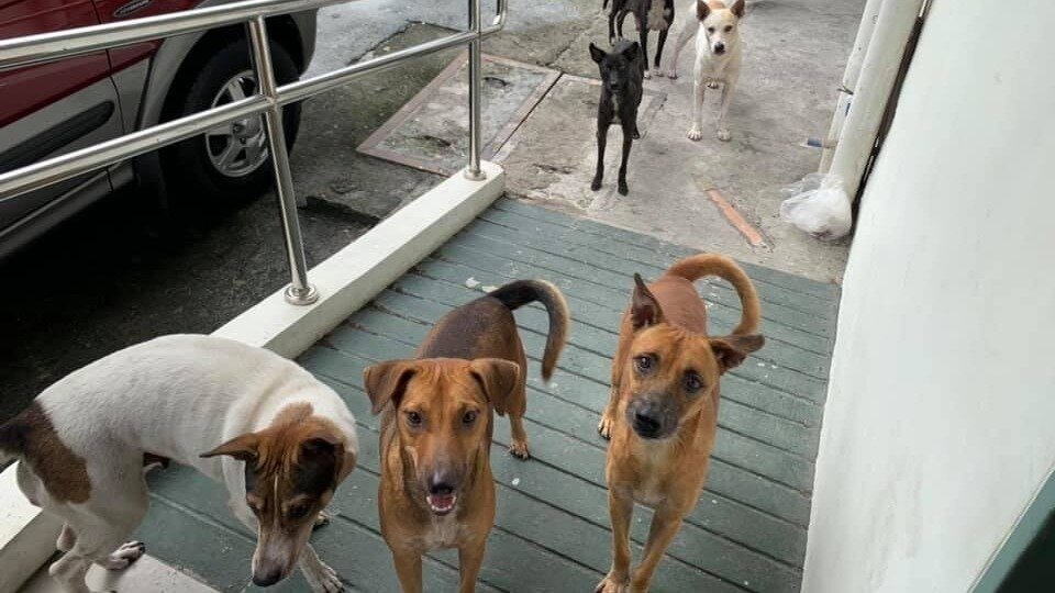 Petition · Establish a Comprehensive Stray Animal Care Program in ...