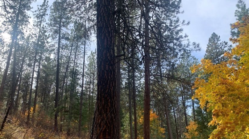 Petition · Protect and Expand Spokane's Underhill Park - United States ...