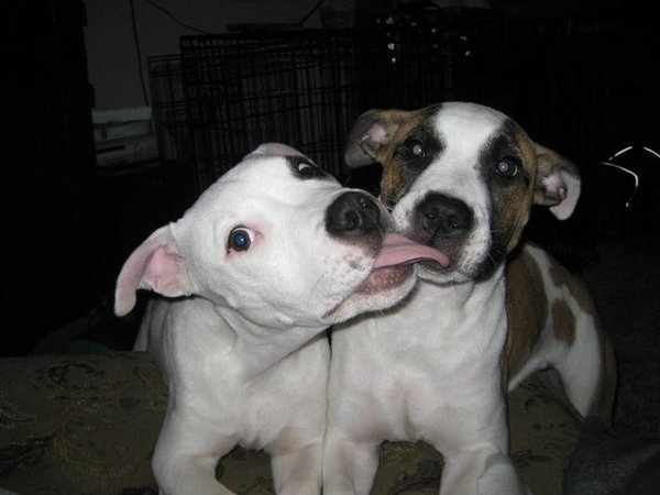 Petition · Please help me and my dogs - United States · Change.org