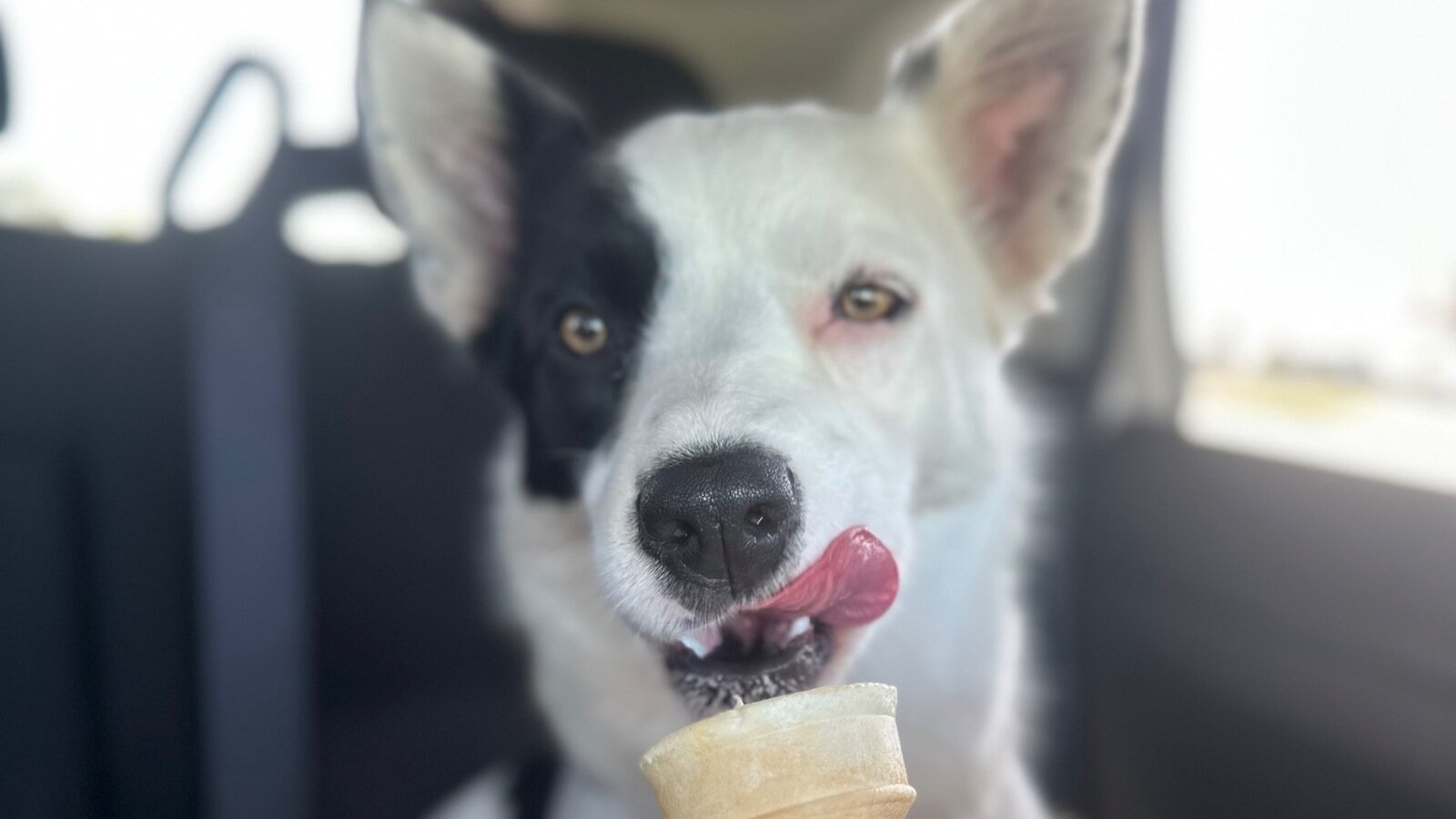 Petition · Sundae’s Law: 10 Year Ban on Dog Ownership For Dumping ...